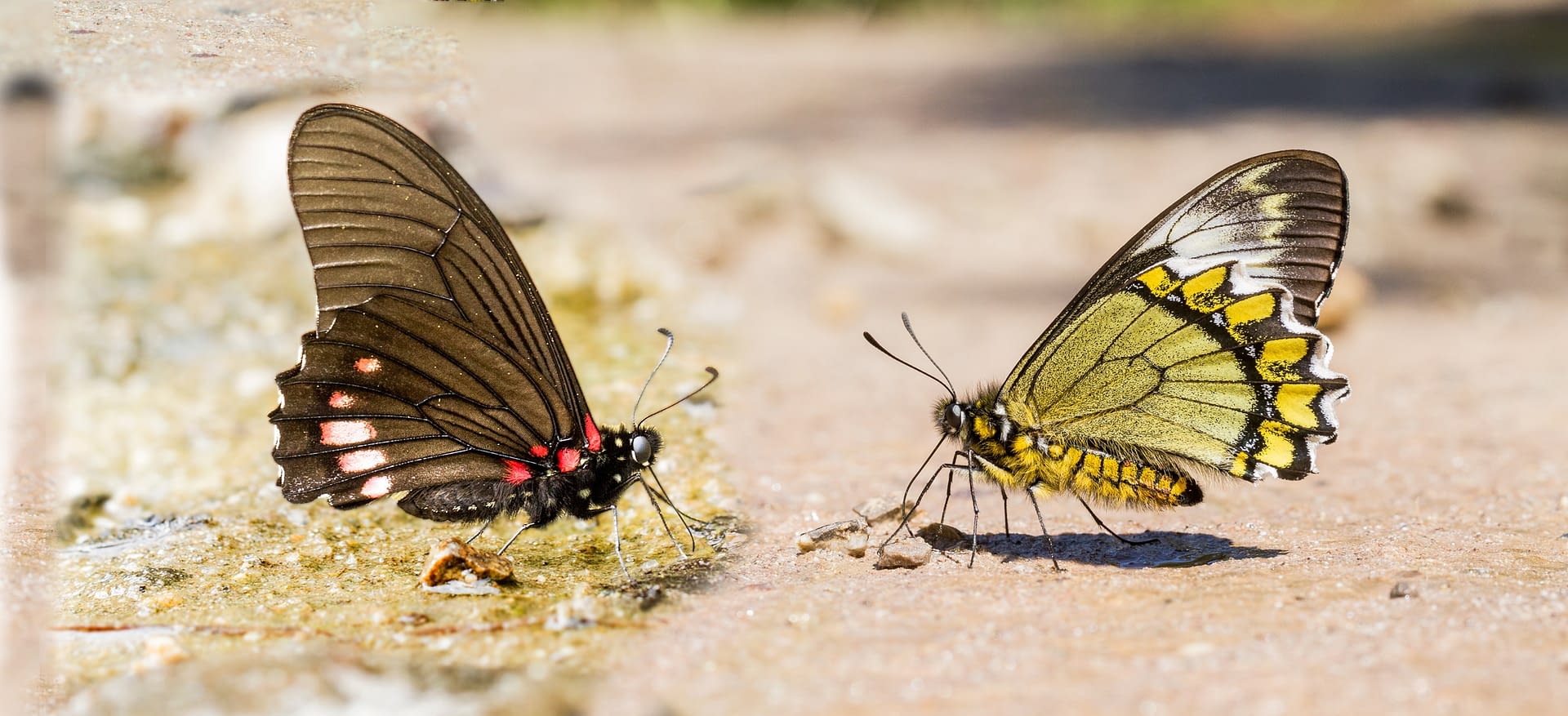 Central Peru Butterfly Photography Tour-15 days 2021 - Tanager Tours ...