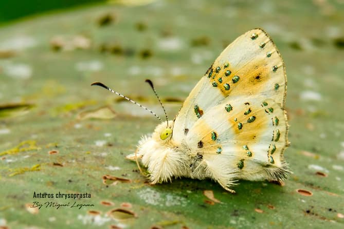 Central Peru Butterfly Photography Tour - 15 Days - Tanager Tours ...